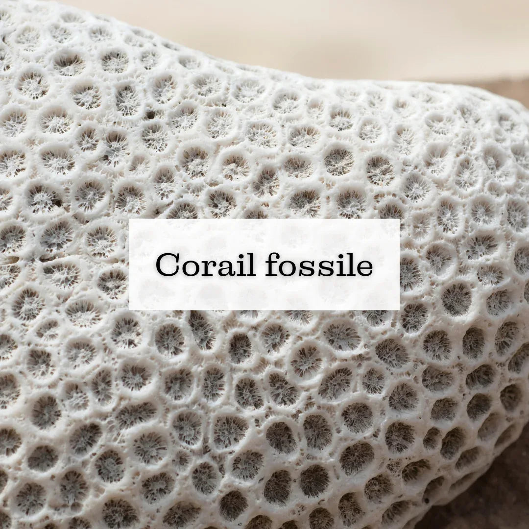 Collection Corail fossilisé - ENAE Minéraux